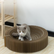 Magic Cat Scratching Board Interactive Scratch Pad Cat Toys – Glampawstore