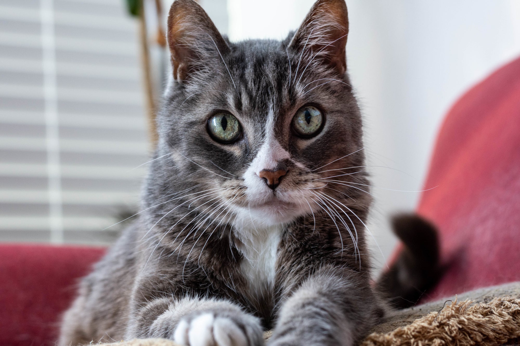 Glampawstore